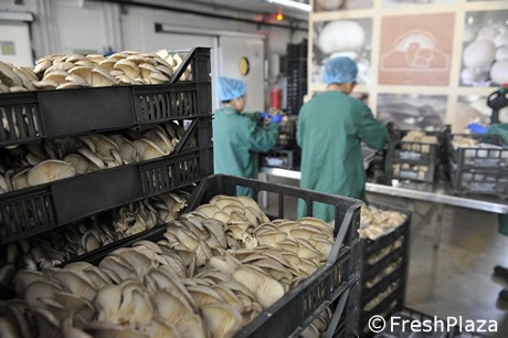 Mushroom quality depends on cold chain