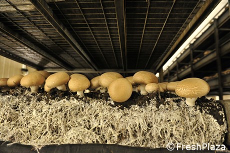 Mushroom quality depends on cold chain