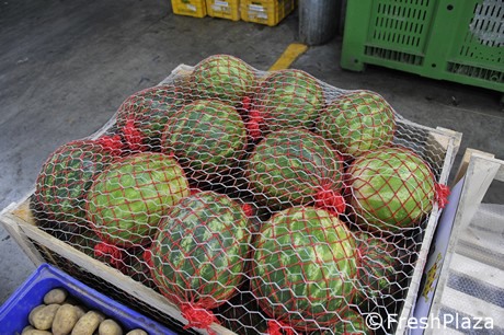 Italian melons and watermelons doing well