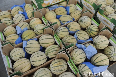 Italian melons and watermelons doing well