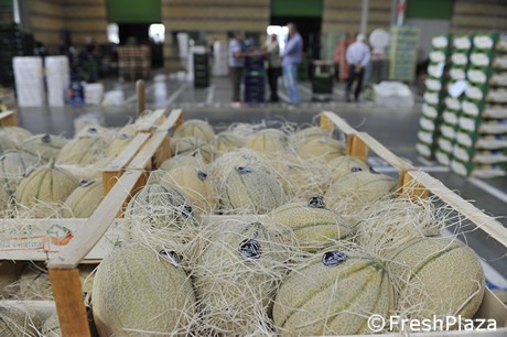 Italian melons and watermelons doing well