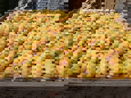 Shift in potato demand from distribution channels