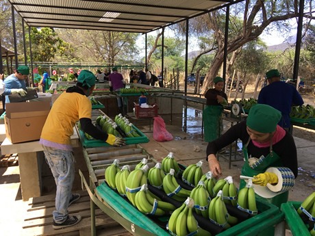 Processing of organic bananas in Peru