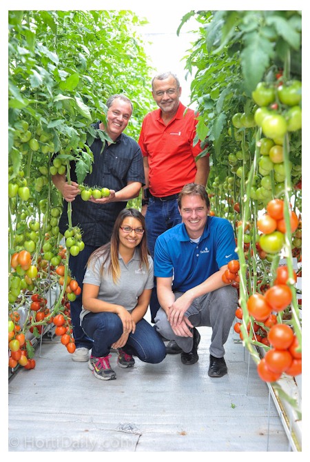 New tasty yellow cherry tomato developed